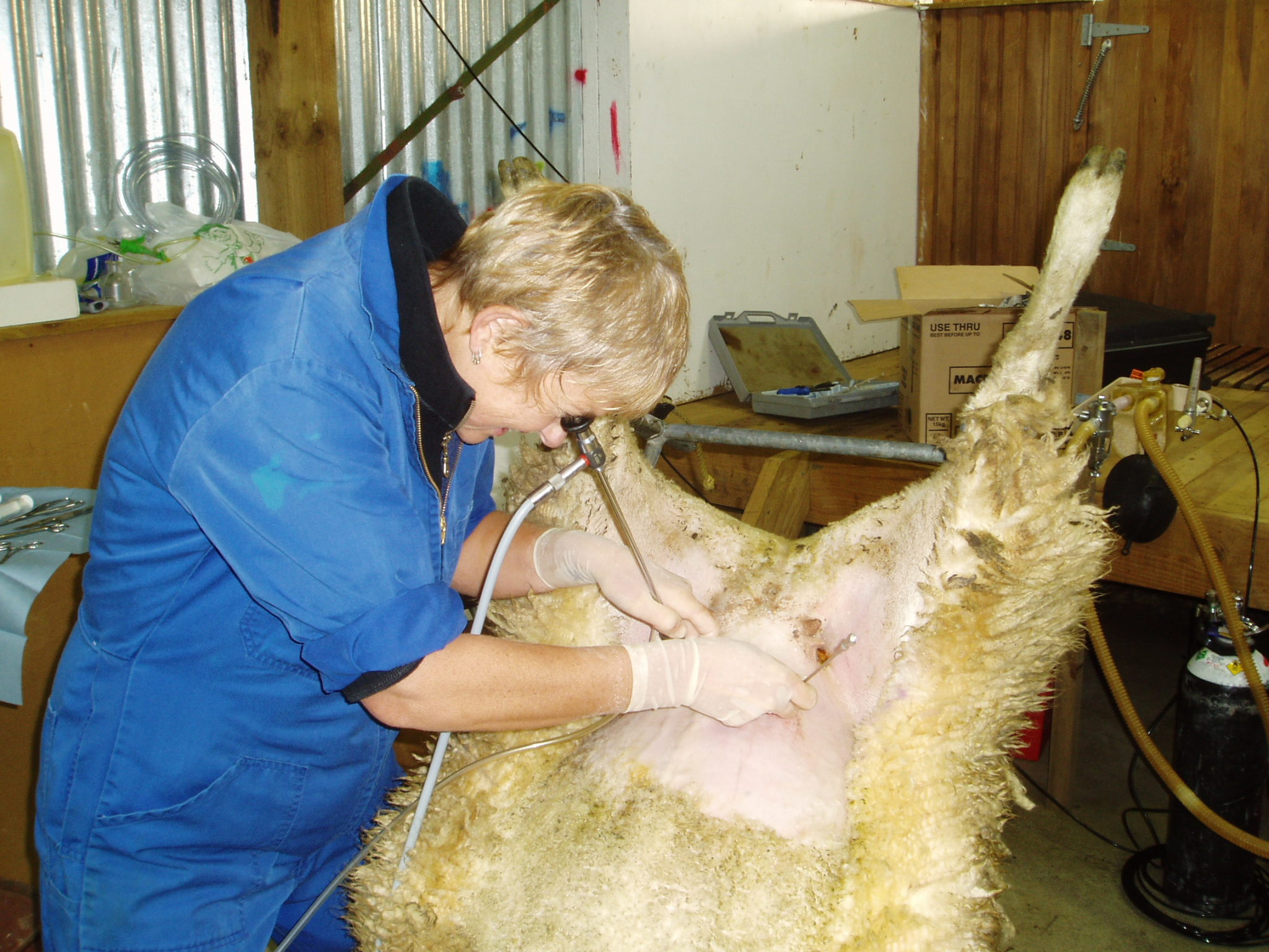 About Us - Genetic Gains