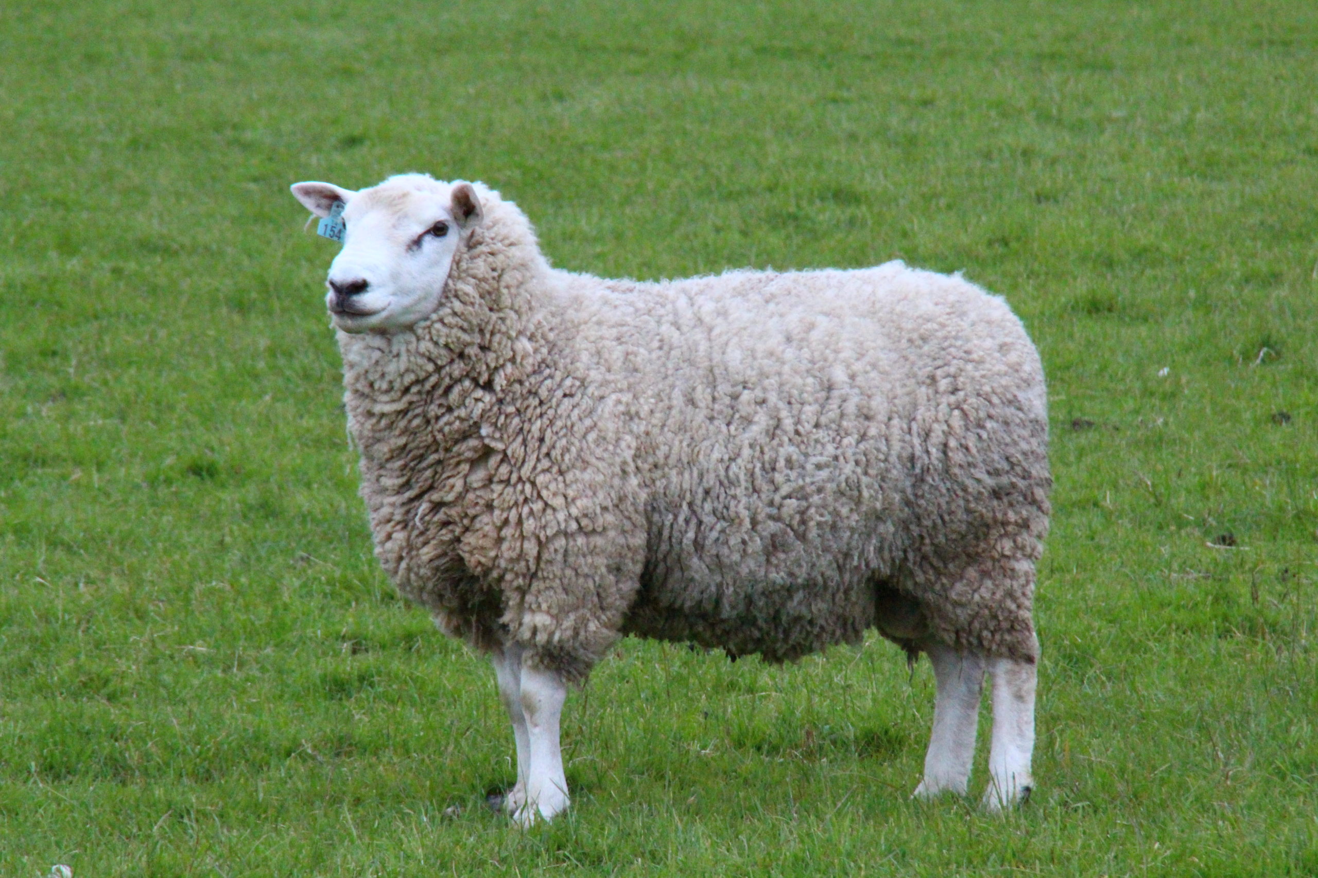 Sheep Breeding - Genetic Gains