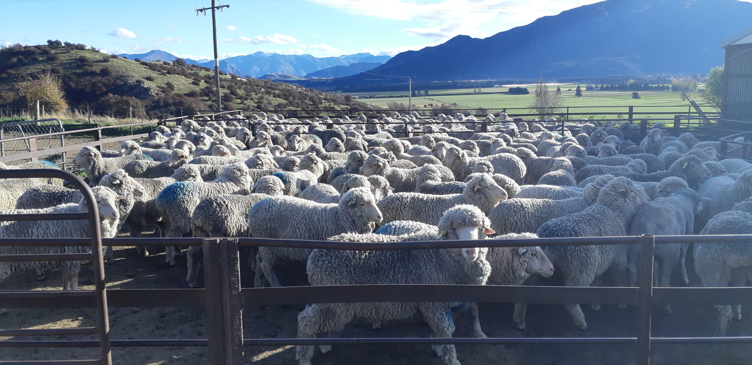 Ram Semen Sales and Marketing - Genetic Gains