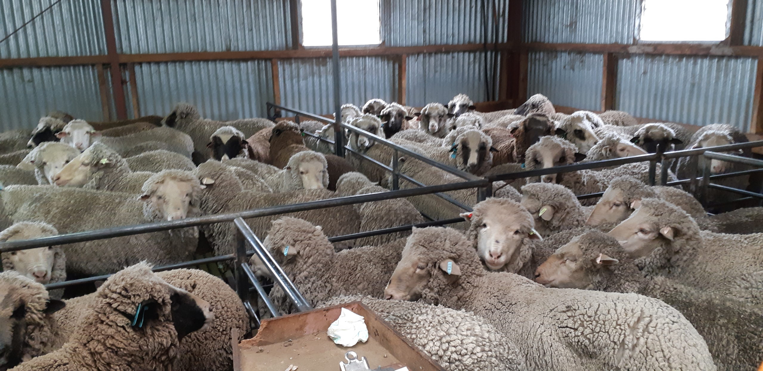 Artificial Insemination Ai Genetic Gains